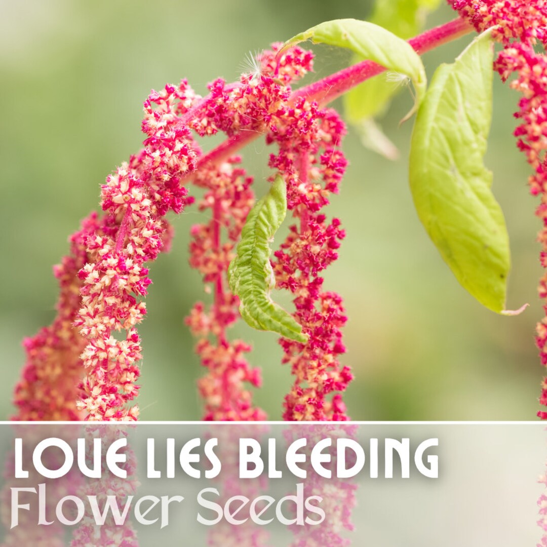 Love Lies Bleeding Seeds 500 Seeds Garden Bloom Flower Seed Flowers ...