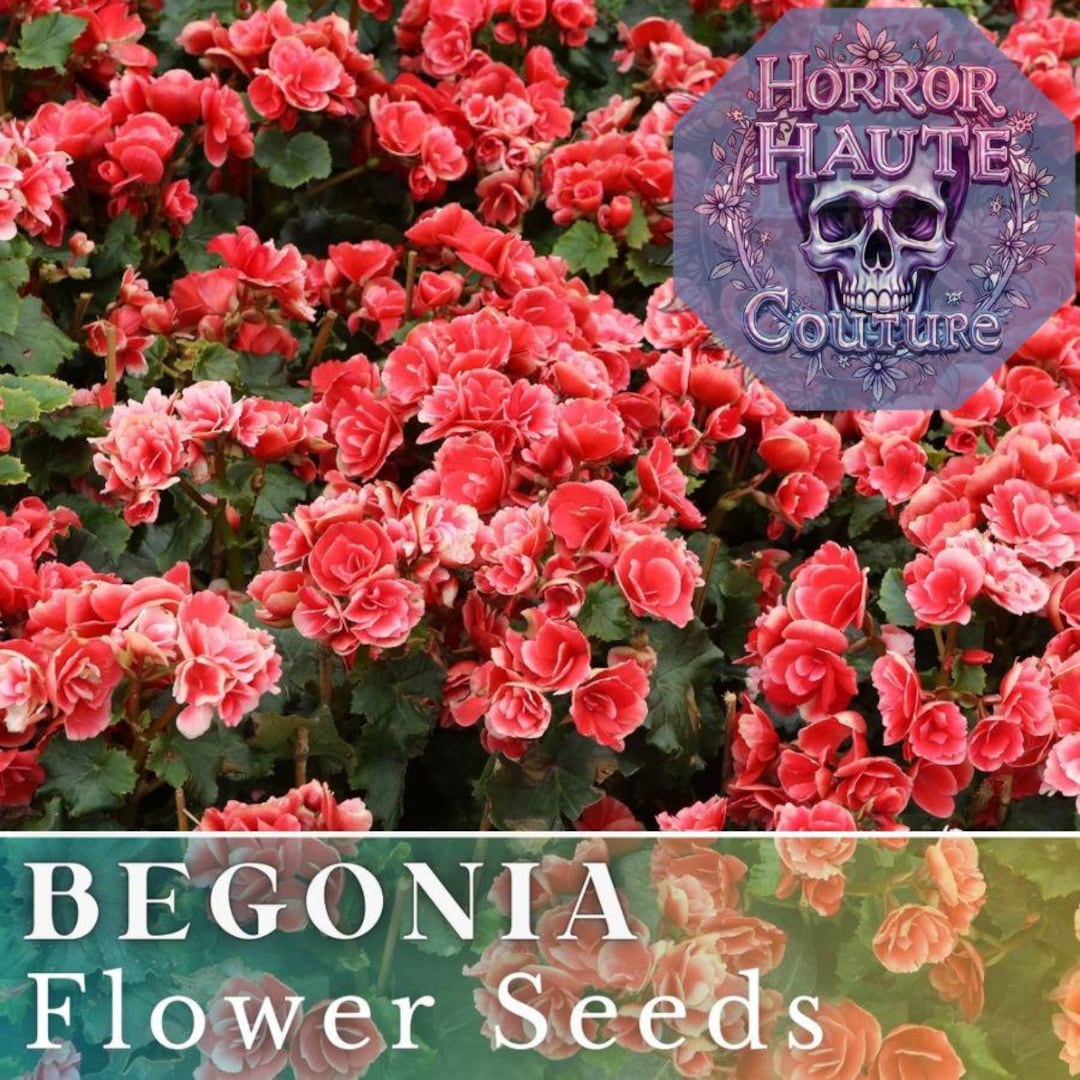 45+ Begonia Seeds -saffron Sparkle- Fragrant - Fresh Flower Seeds Non ...