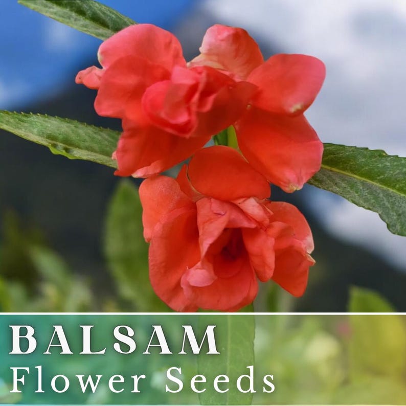 Balsam Seeds 75 Seeds Flower Seeds, Impatiens, Balsamina, Garden Patio ...