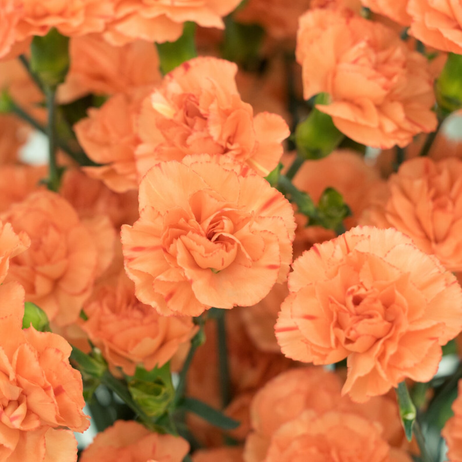 Carnation Seeds 250+ Seeds Flower, Flower Seeds, Annual Seeds, Bulk ...