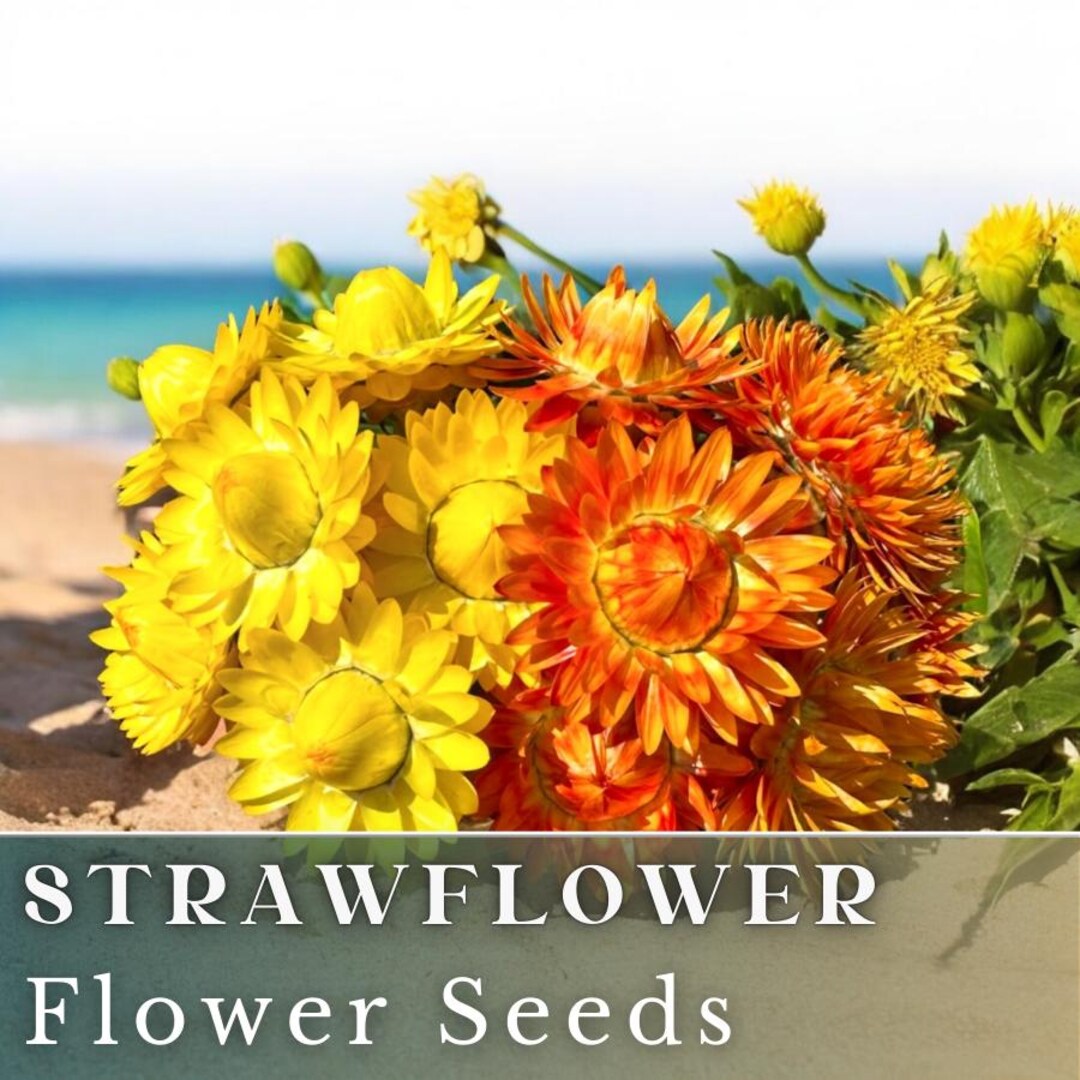 Sunset Nectar Blend Strawflower Seeds 100+ Seeds, - Heirloom Seeds, Cut ...