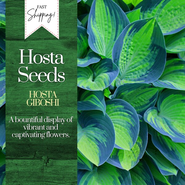Hosta - Etsy