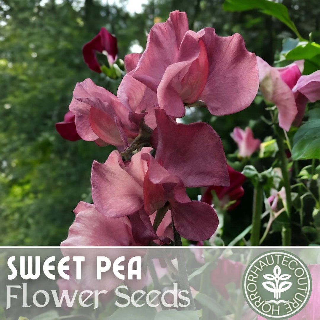 Sweet Pea Seeds 40+ Seeds - Kings Ransom - Flower Seeds, Annual Seeds, Bulk Seeds, Cut Flower ...