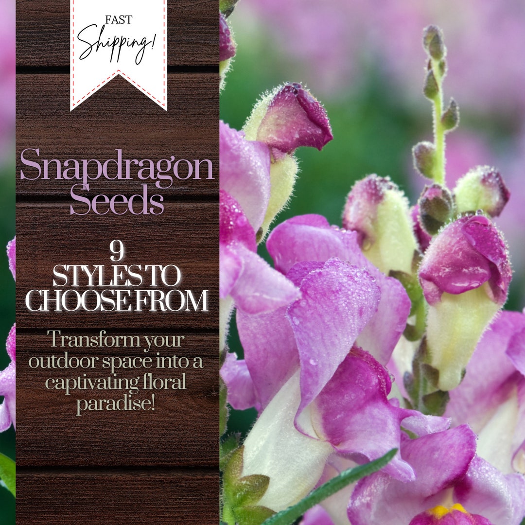 200 Snapdragon Seeds Heirloom Flower, Flower Seeds, Annual Seeds, Bulk ...