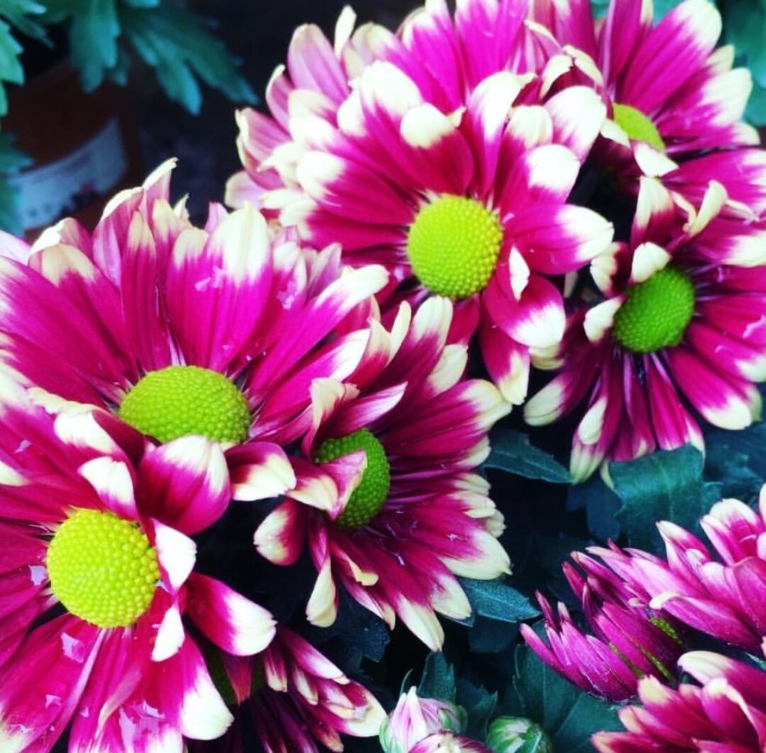 Magenta White Mum Chrysanthemum Seeds 200+ Seeds Mum Flower, Flower ...