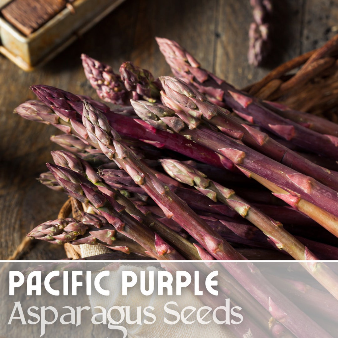75+ Pacific Purple Asparagus Seeds | USA Seller | Non-gmo - Etsy