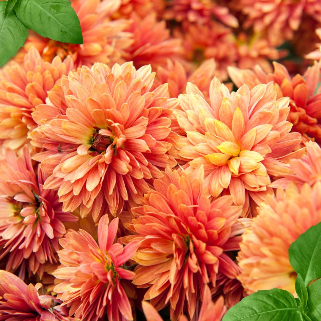Destino Peaches Mum Chrysanthemum Seeds 200+ Seeds Mum Flower, Flower ...