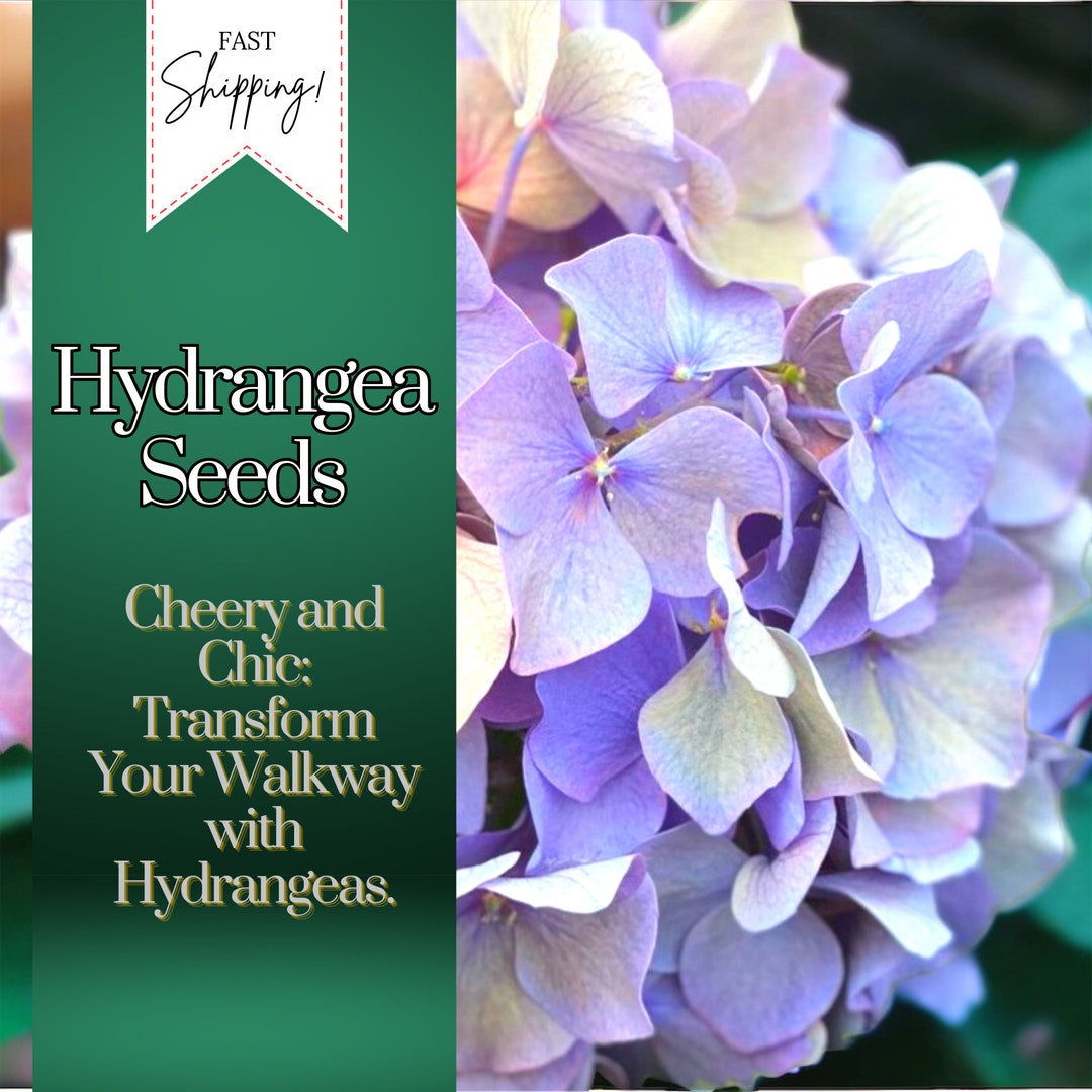 Hydrangea Seeds 75 Seeds Perennial Hardy Garden Shrub Bloom Flower Seed ...
