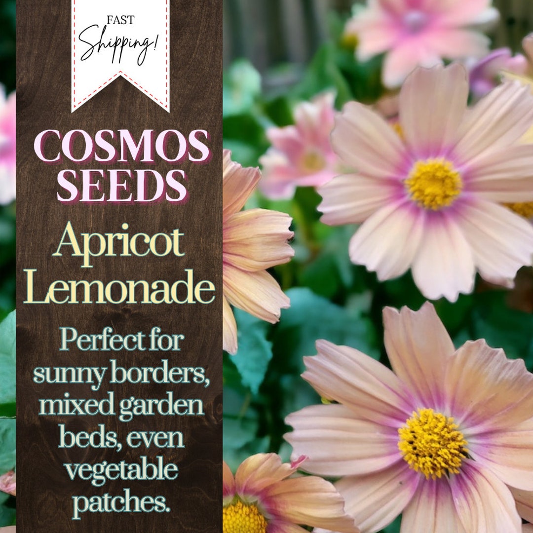 125+ Apricot Lemonade Cosmos Seeds Flower, Flower Seeds, Annual Seeds ...
