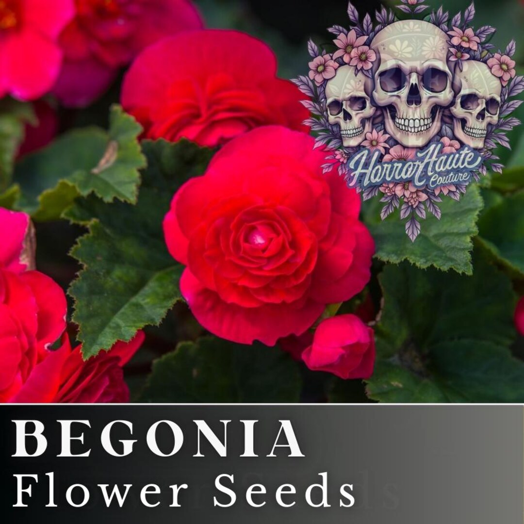 Royal Luxe Begonia Seeds 45 or 125 Seeds Flower, Flower Seeds, Non GMO ...