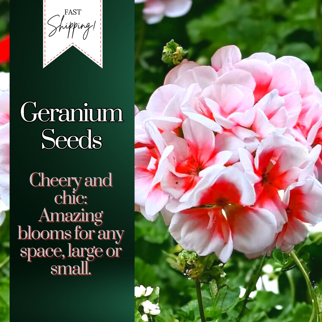 Packet Geranium Seeds - Fragrant - 100 Seeds Hardy Garden Bloom Flower ...