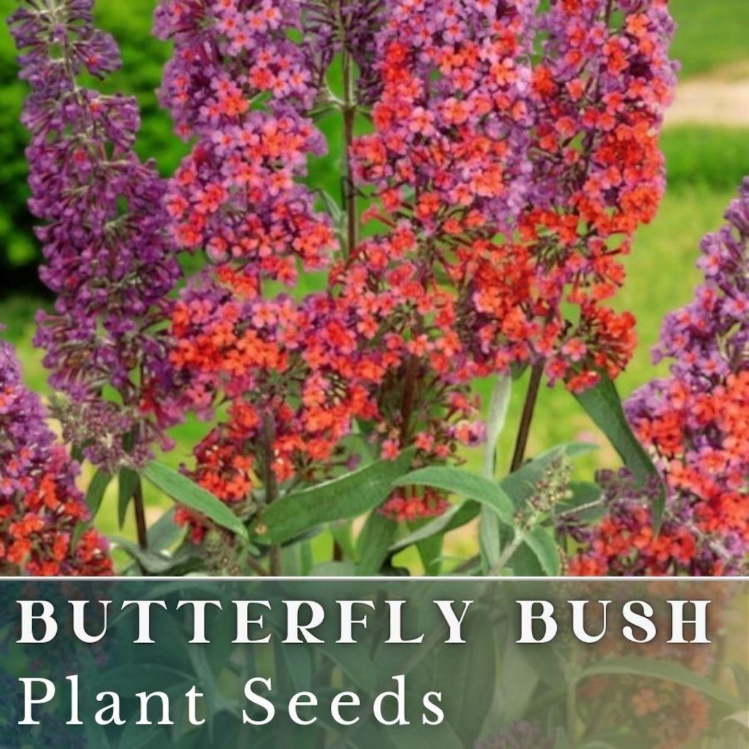 Magenta Mist - Garden Seeds - Butterfly Bush (buddleia Davidii ...