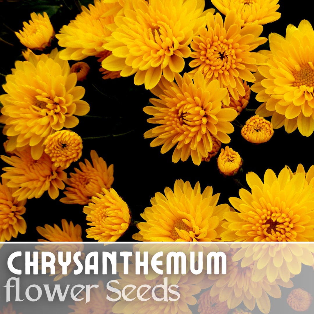 Mango Dream Mum Chrysanthemum Seeds 200+ Seeds Mum Flower, Flower Seeds ...