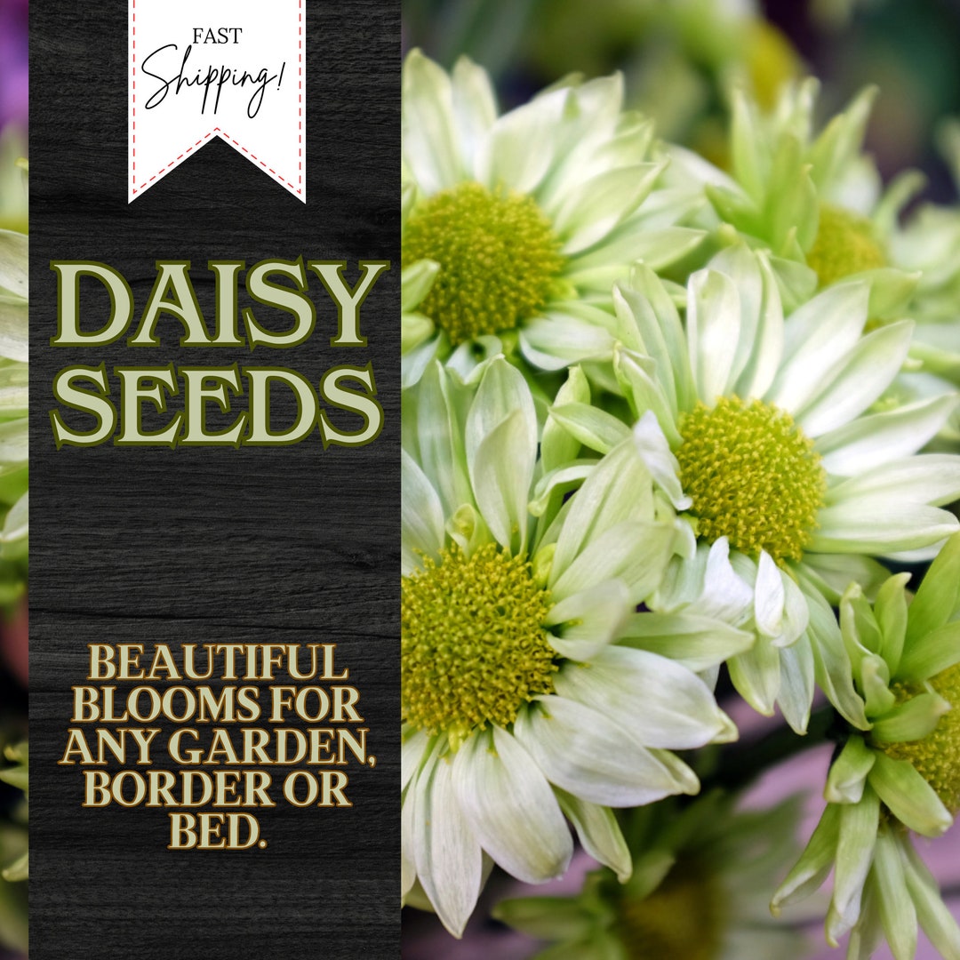 Daisy Seeds 125+ Seeds Daisy Flower, Flower Seeds, Annual Seeds, Bulk ...