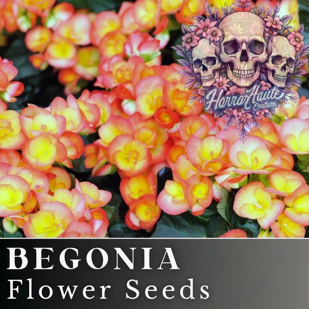 Sunrise Trifecta Begonia Seeds 45 or 125 Seeds Flower, Flower Seeds ...