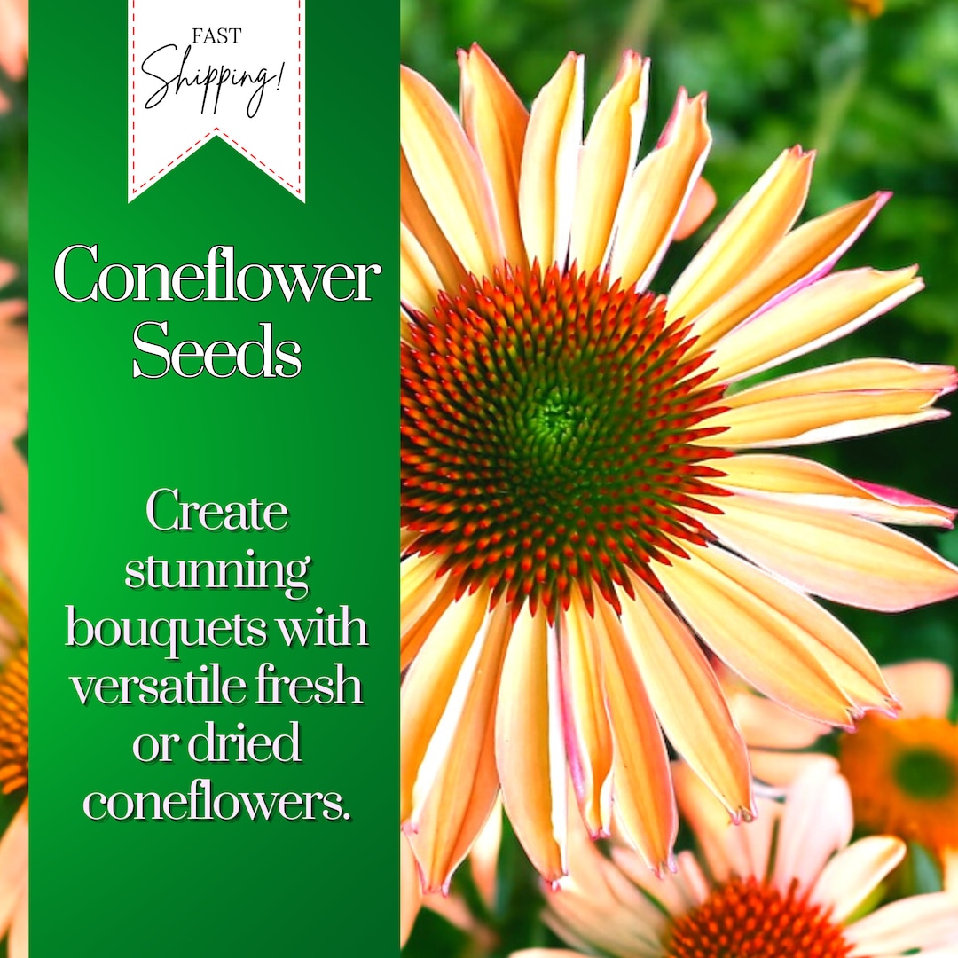 Coneflower Seeds 50+ Seeds, Heirloom Flower, Flower Seeds, Annual Seeds ...
