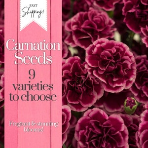 Carnation Seeds 250+ Seeds Flower, Flower Seeds, Annual Seeds, Bulk ...