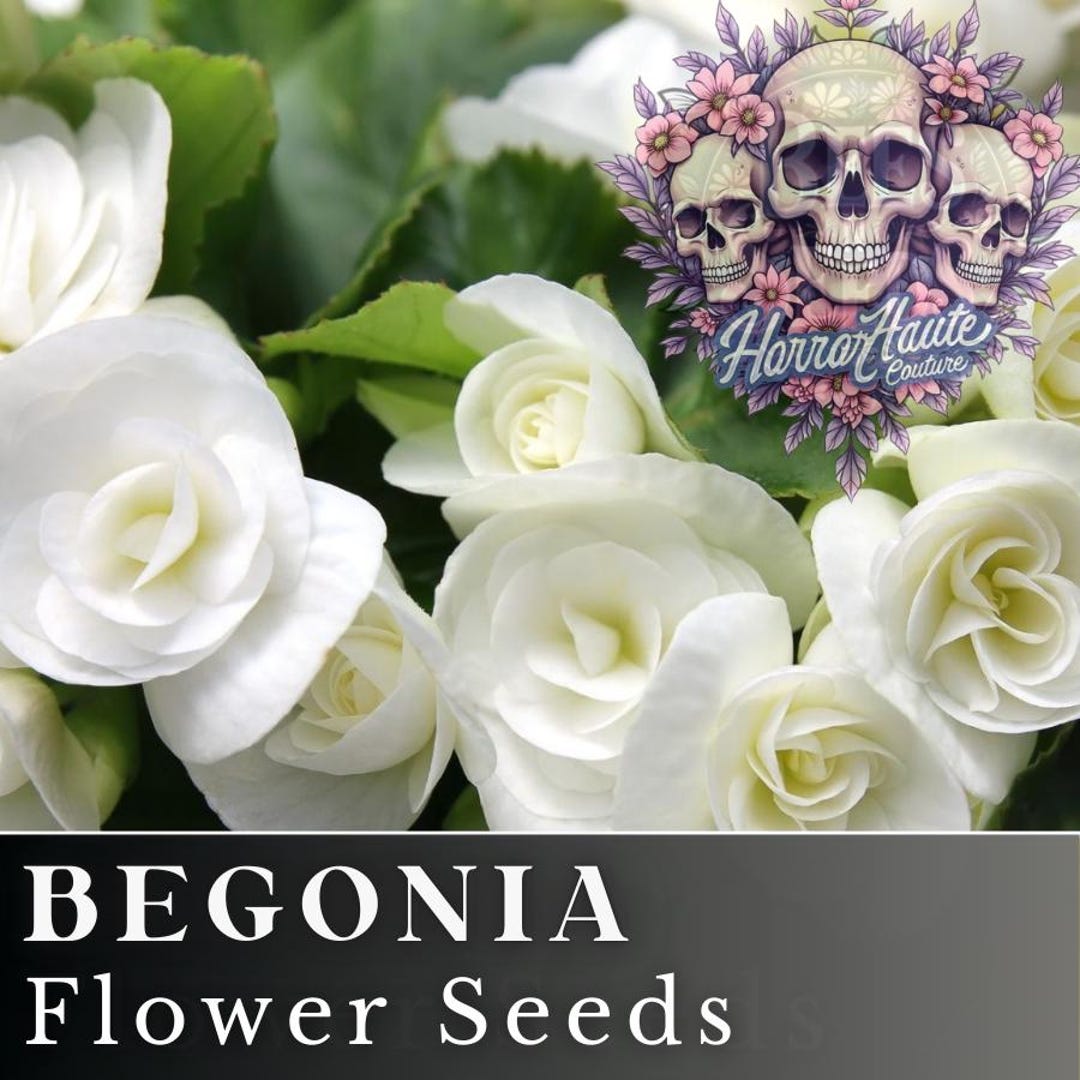 Ivory Haven Begonia Seeds 45 or 125 Seeds Flower, Flower Seeds, Non GMO ...