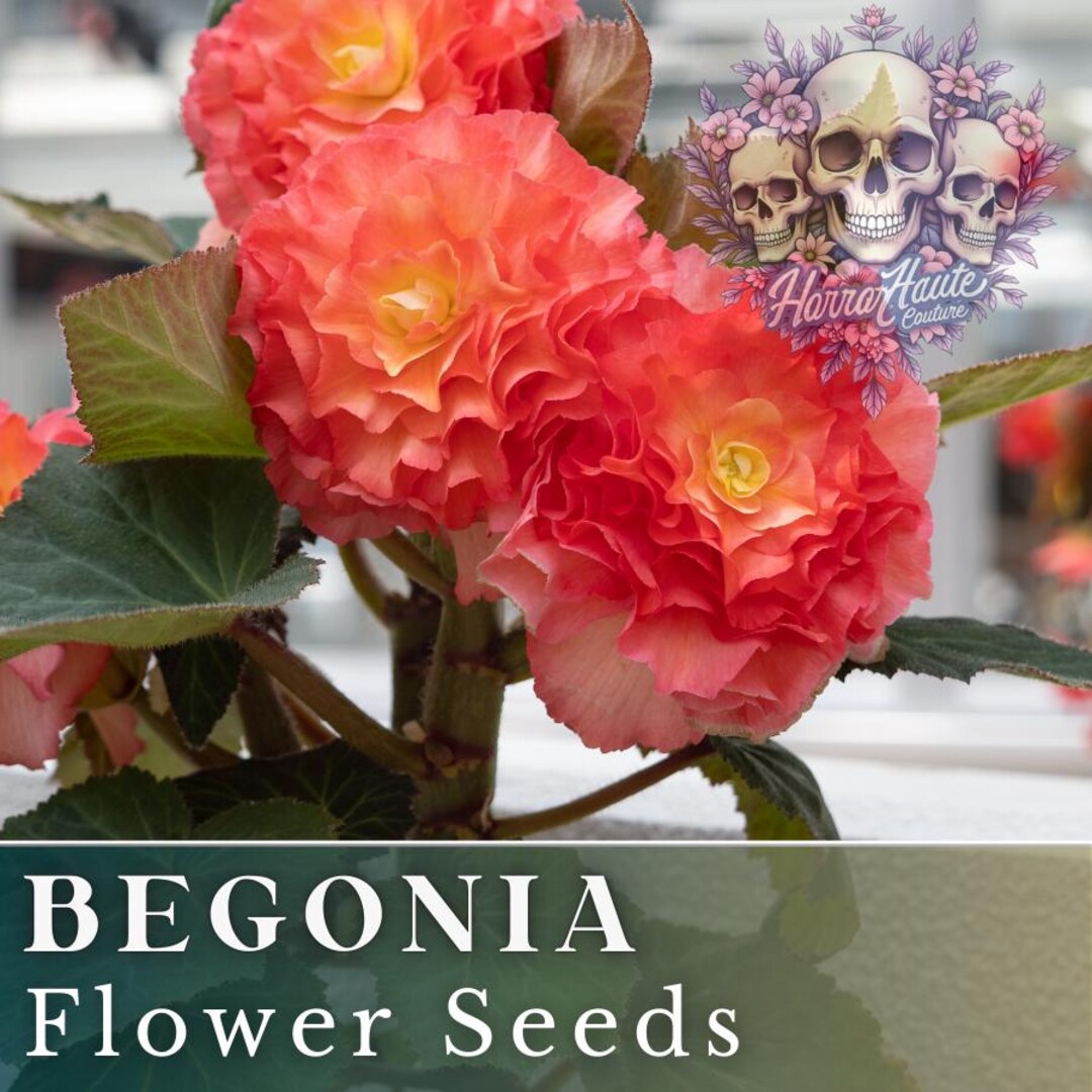 Oasis Twilight Begonia Seeds 45 or 125 Seeds Flower, Flower Seeds, Non ...