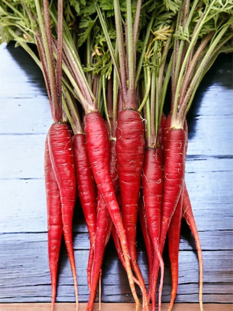 400+ Red Samurai Carrot Seeds | USA Seller | Non-gmo - Etsy