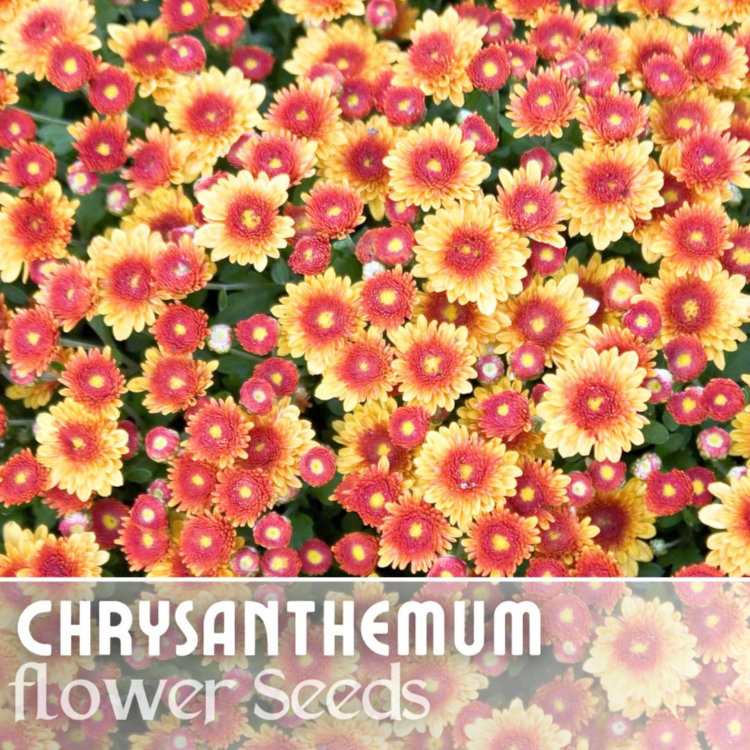 Starlight Peach Mum Chrysanthemum Seeds 200+ Seeds Mum Flower, Flower ...