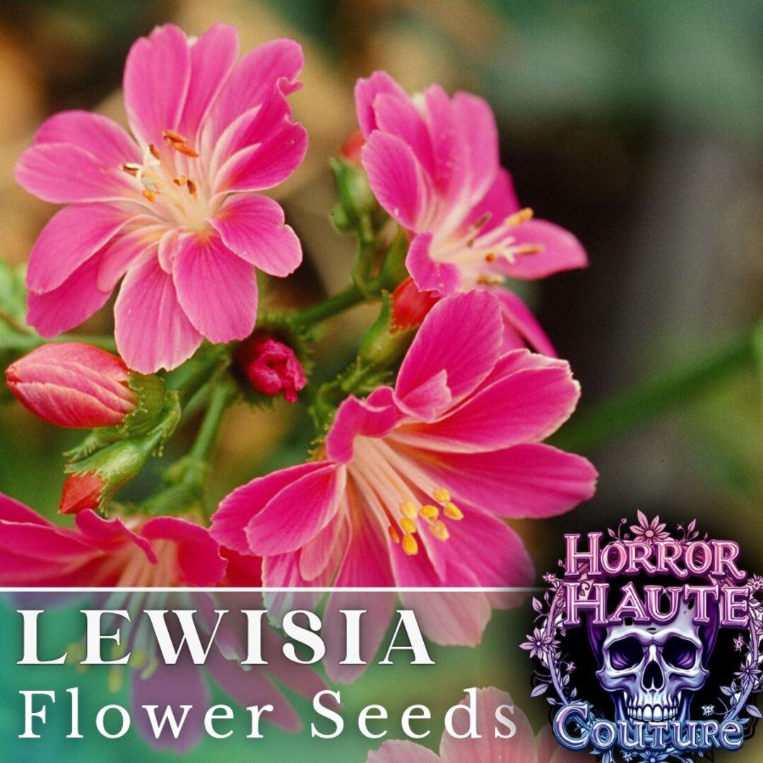 Magenta Lewisia Seeds 35+ Seeds Flower, Flower Seeds, Annual Seeds ...