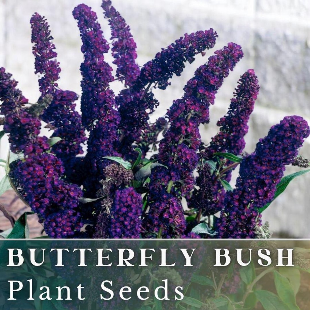 Midnight Bloom - Garden Seeds - Butterfly Bush (buddleia Davidii ...