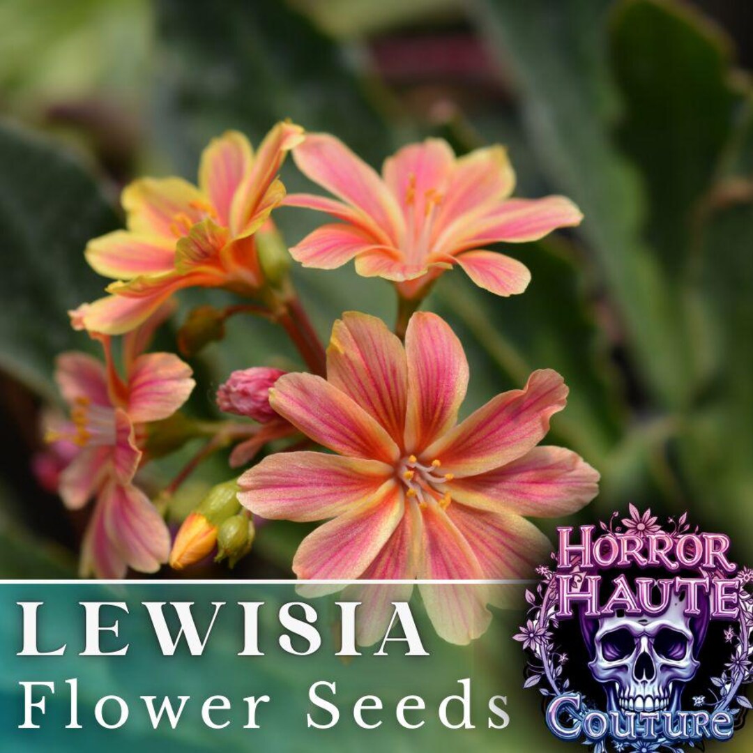 Cliff Lewisia Seeds 35+ Seeds Flower, Flower Seeds, Annual Seeds, Bulk ...