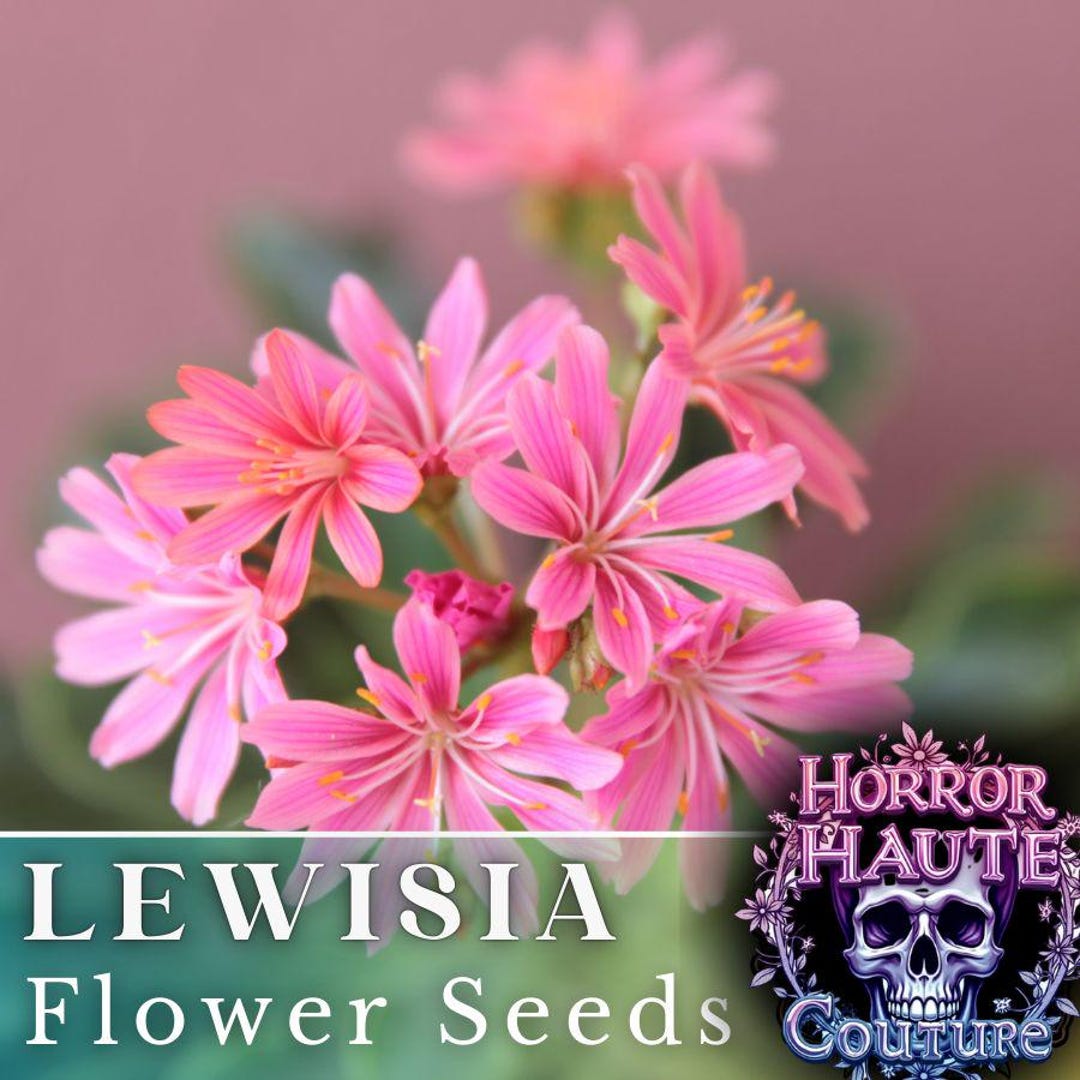 Pinkie Lewisia Seeds 35+ Seeds Flower, Flower Seeds, Annual Seeds, Bulk ...