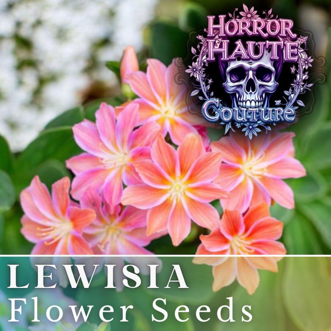Champagne Taffy Lewisia Seeds 35+ Seeds Flower, Flower Seeds, Annual ...