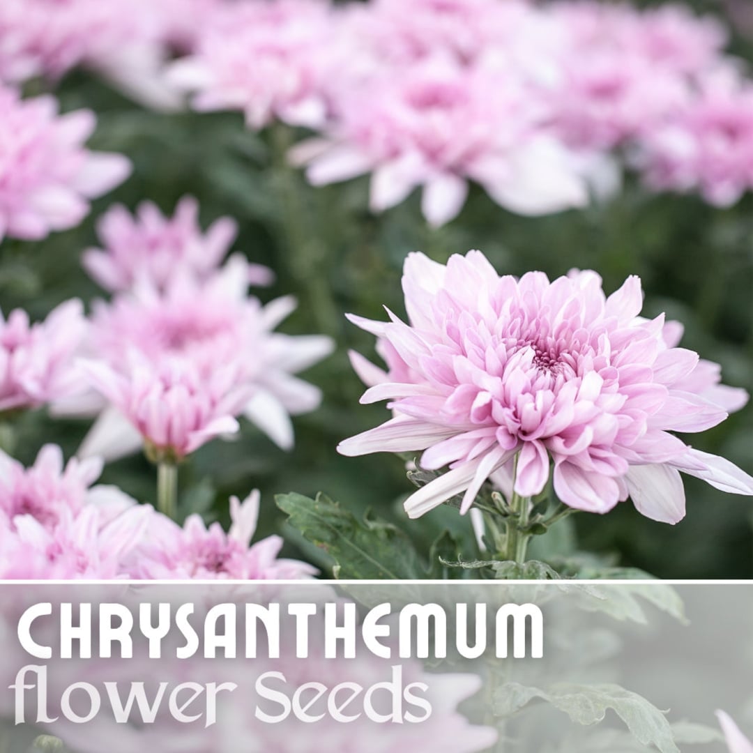 Candy Pink Mum Chrysanthemum Seeds - 200+ Flower Seeds - Etsy