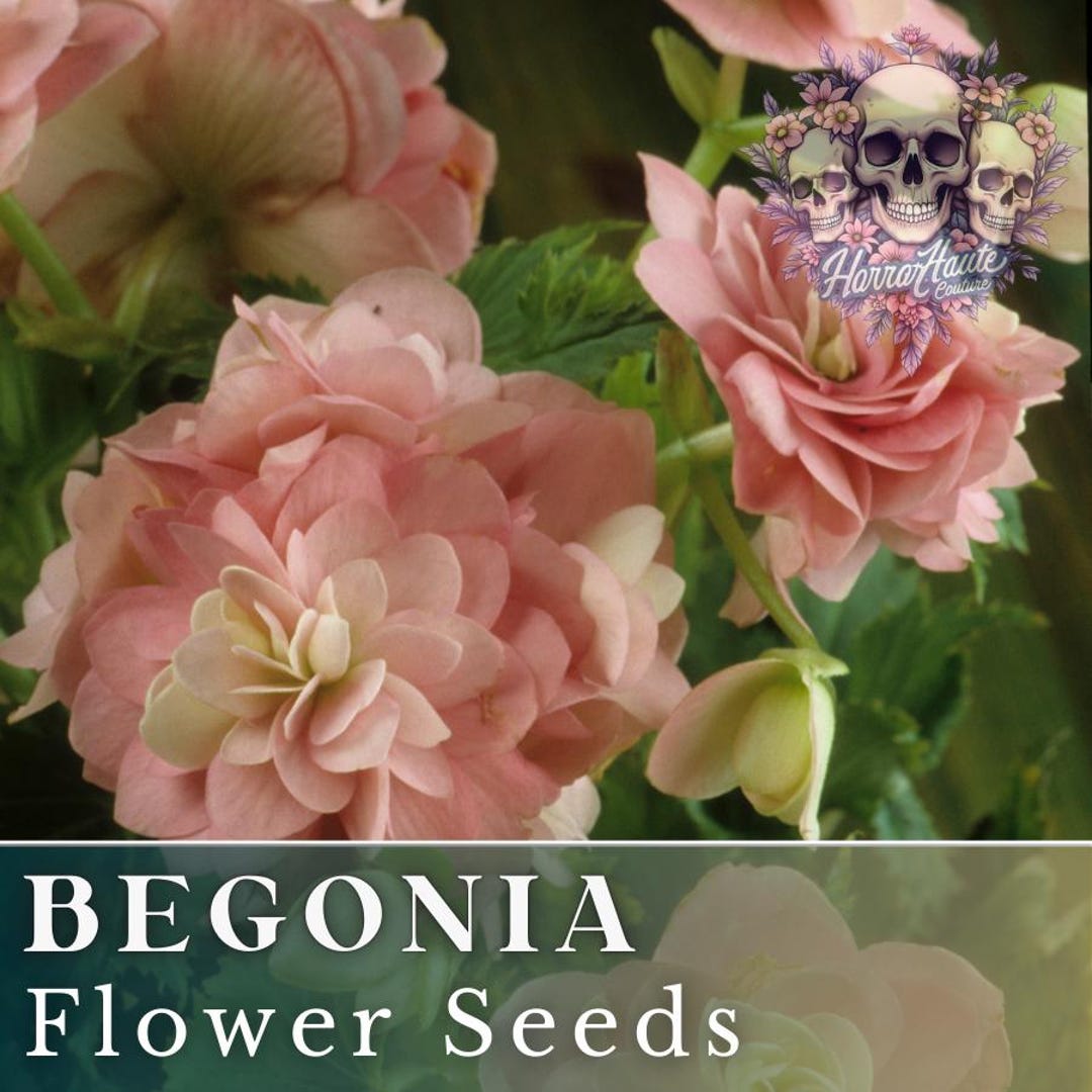 Oasis Rose Begonia Seeds 45 or 125 Seeds Flower, Flower Seeds, Non GMO ...