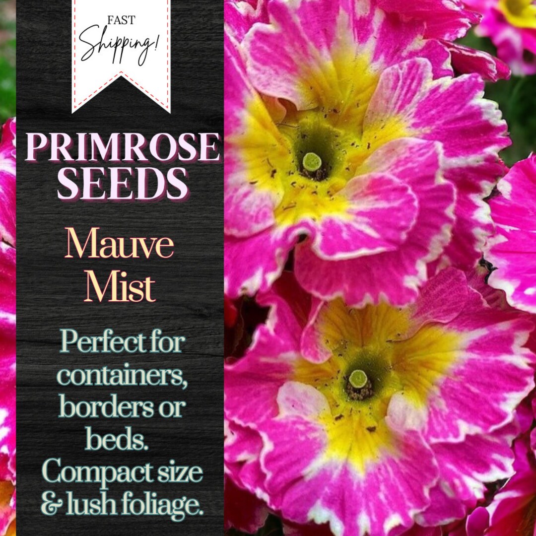 Mauve Mist Primrose Seeds 125+ Seeds Flower, Flower Seeds, Annual Seeds ...