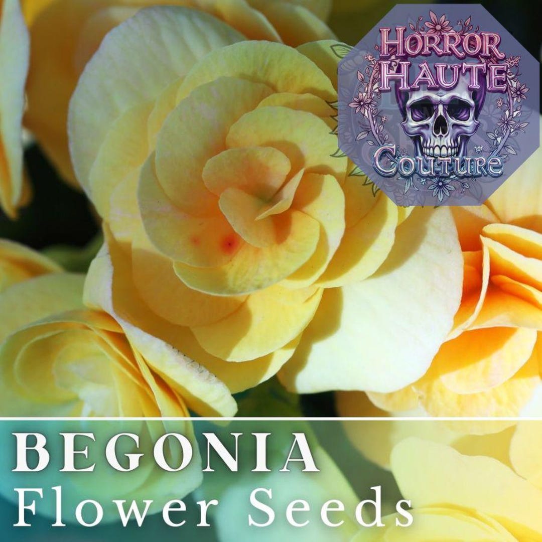 45+ Begonia Seeds -lemon Glow- Fragrant - Fresh Flower Seeds Non GMO ...
