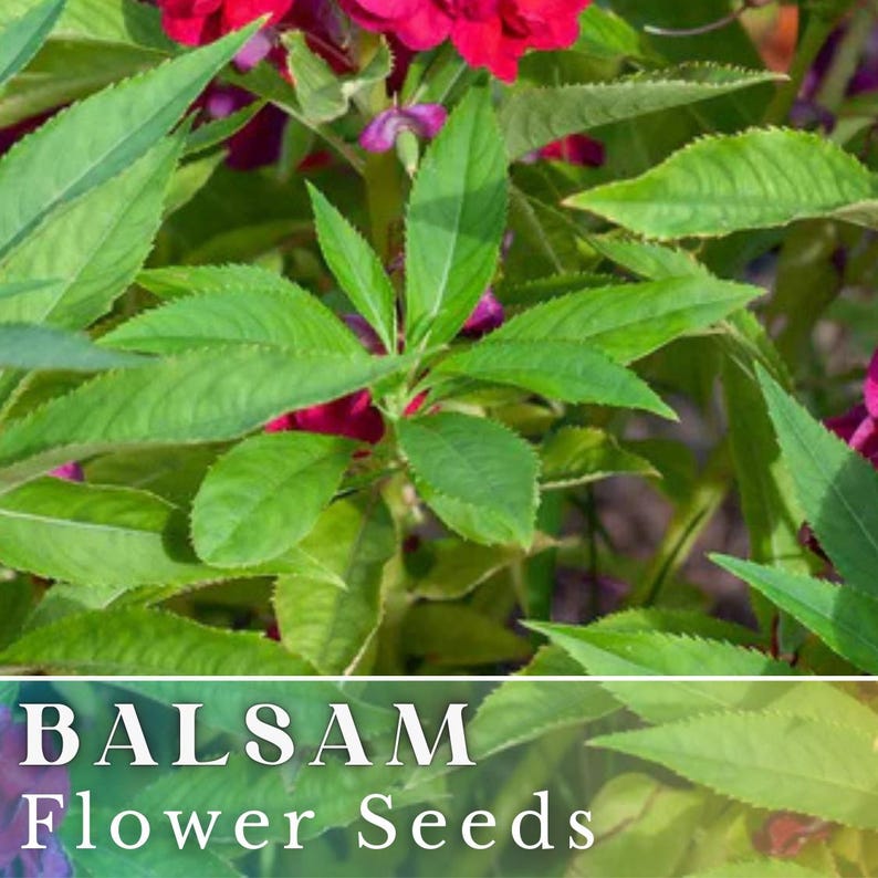 Balsam Seeds 75 Seeds Flower Seeds, Impatiens, Balsamina, Garden Patio ...