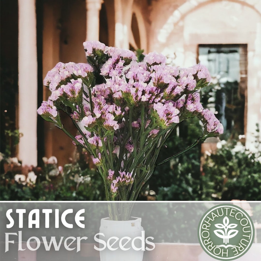 Statice Seeds - 85 Seeds - Twilight - Garden Bloom Flower Seed Flowers ...