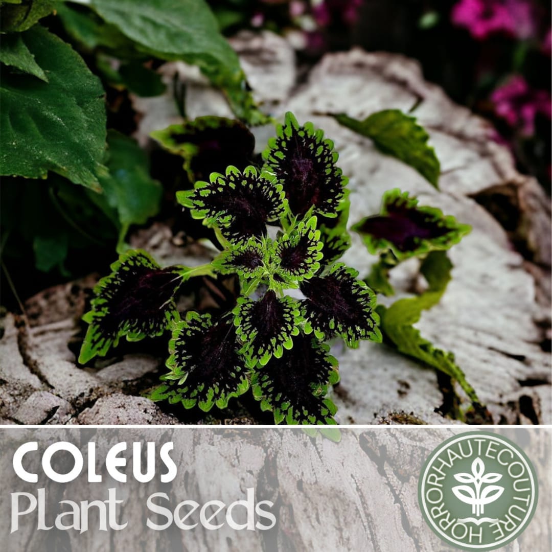 100+ Coleus Seeds Heirloom Flower, Flower Seeds, Annual Seeds, Bulk ...