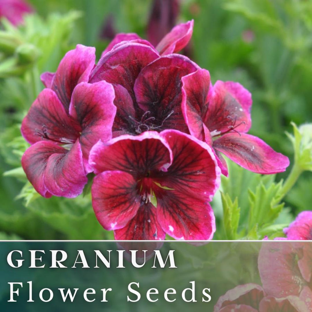 100+ Geranium Seeds -magenta Marvel- Fragrant - Fresh Flower Seeds Non ...