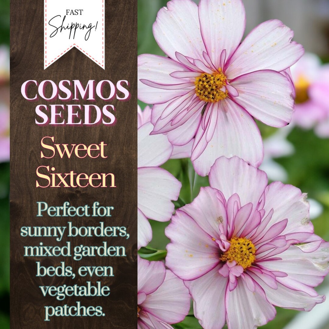 125+ Sweet Sixteen Cosmos Seeds Flower, Flower Seeds, Annual Seeds ...