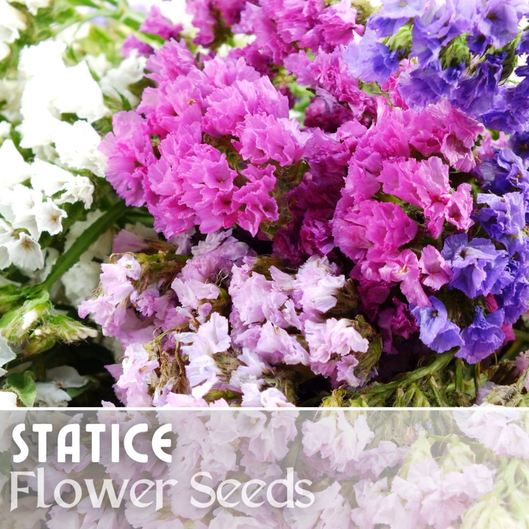 Statice Seeds - 85 Seeds - Dreamy Mix - Garden Bloom Flower Seed ...