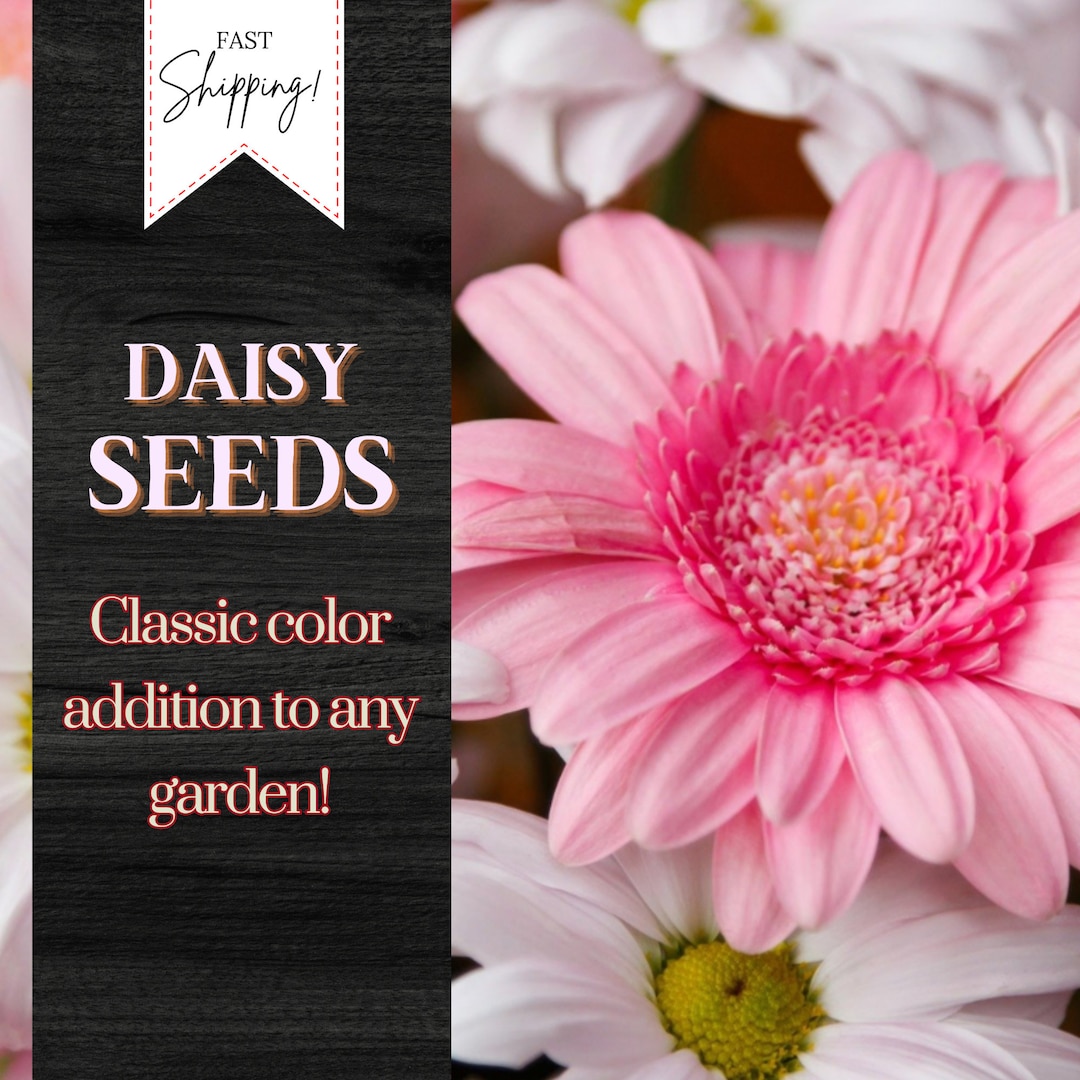 Daisy Seeds 125 Seeds Daisy Flower Flower Seeds Annual Seeds Bulk
