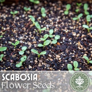 Scabosia Seeds - 75 Seeds Hardy - Salmon Queen - Garden Bloom Flower ...