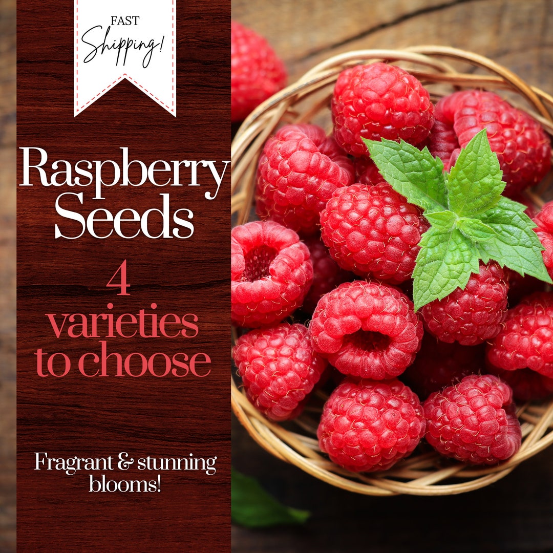 200+ Raspberry Seeds, USA Seller Free Shipping Fruit Seeds Bush ...