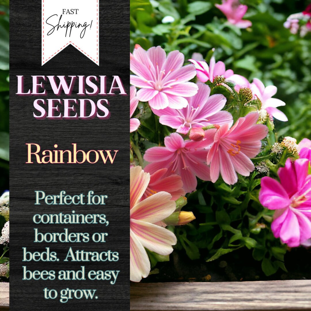 Rainbow Lewisia Seeds 35+ Seeds Flower, Flower Seeds, Annual Seeds ...