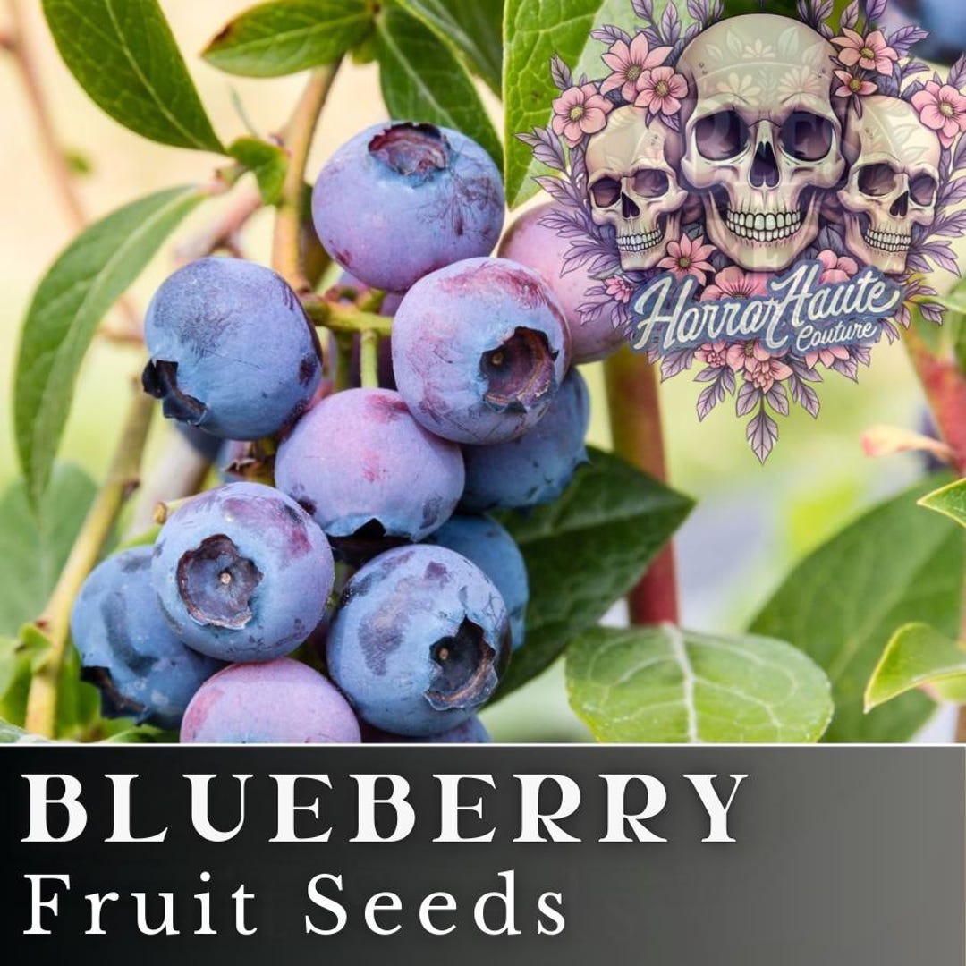 Oasis Blueberry Seeds 200, 750 or 3,200 Seeds Fruit Seeds, Non GMO ...