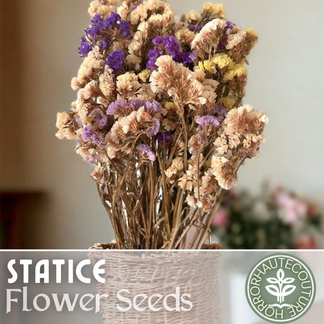Statice Seeds - 85 Seeds - Cottage Mix - Garden Bloom Flower Seed ...