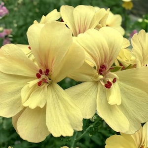 Packet Geranium Seeds - Fragrant - 100 Seeds Hardy Garden Bloom Flower ...