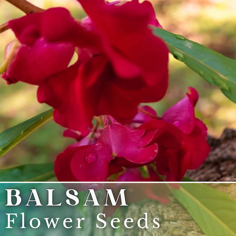 Balsam Seeds 75 Seeds Flower Seeds, Impatiens, Balsamina, Garden Patio ...