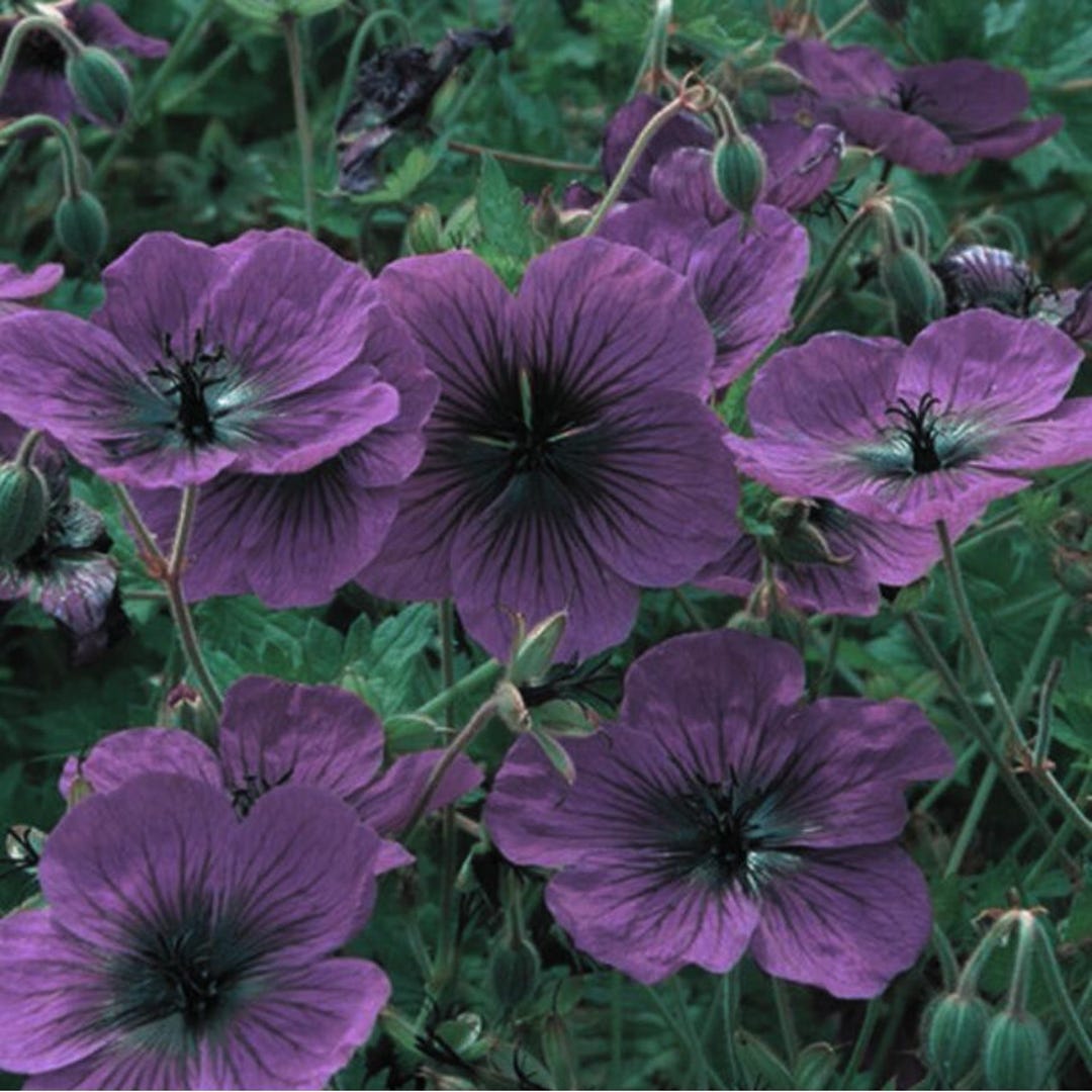 100+ Geranium Seeds -dragonheart- Fragrant - Fresh Flower Seeds Non GMO ...