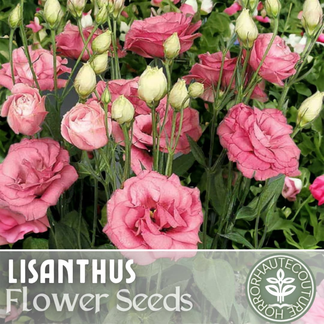 Lisianthus Seeds - 100 Seeds - Rose - Garden Bloom Flower Seed Flowers ...